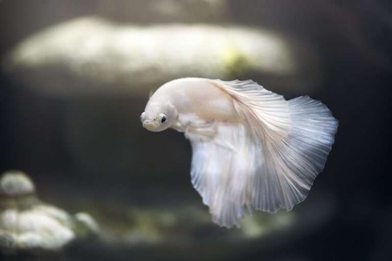 Understanding Fish Tank Fish Flashing: Causes And Remedies - Pet Syllabus Understanding Fish Tank Fish Flashing: Causes And Remedies - Pet Syllabus