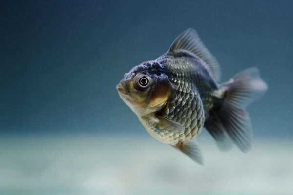 Understanding Fish Tank Fish Flashing: Causes And Remedies - Pet Syllabus Understanding Fish Tank Fish Flashing: Causes And Remedies - Pet Syllabus