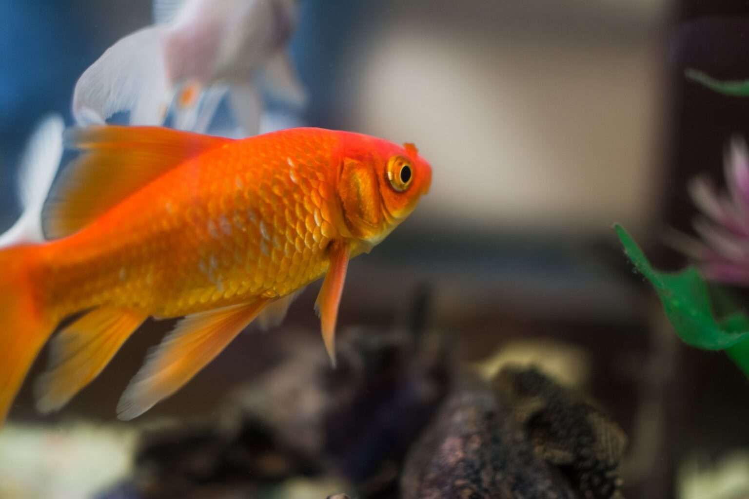 Understanding Fish Tank Fish Flashing: Causes And Remedies - Pet Syllabus Understanding Fish Tank Fish Flashing: Causes And Remedies - Pet Syllabus