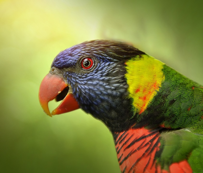 How To Interpret Your Parrotʼs Vocalizations - Pet Syllabus