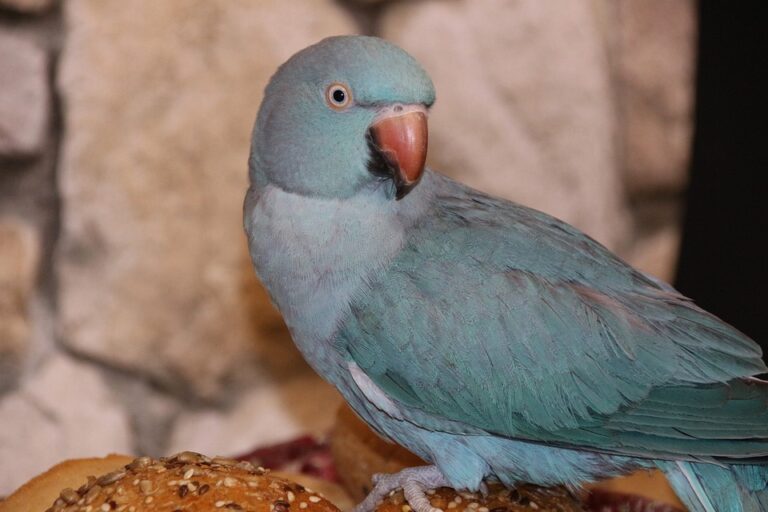 How To Teach Your Parrot To Wave Or Greet On Cue - Pet Syllabus