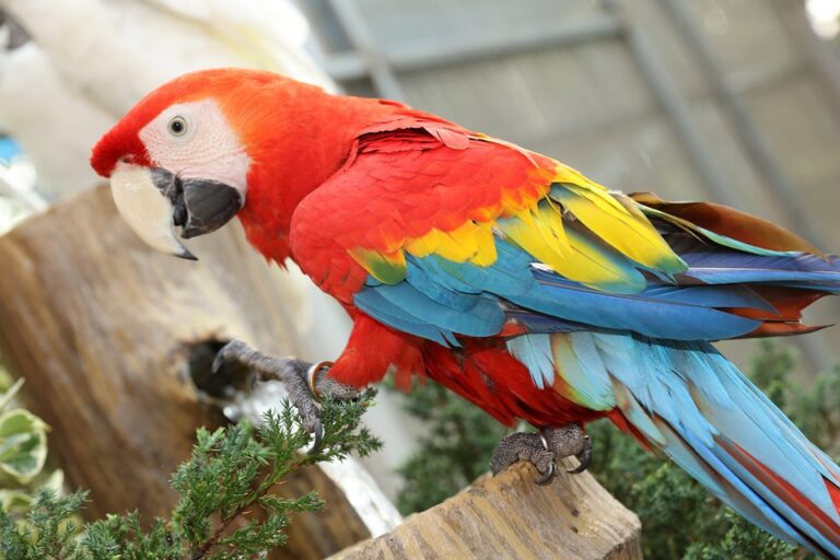 Understanding Aggressive Behavior In Parrots: Causes And Solutions ...