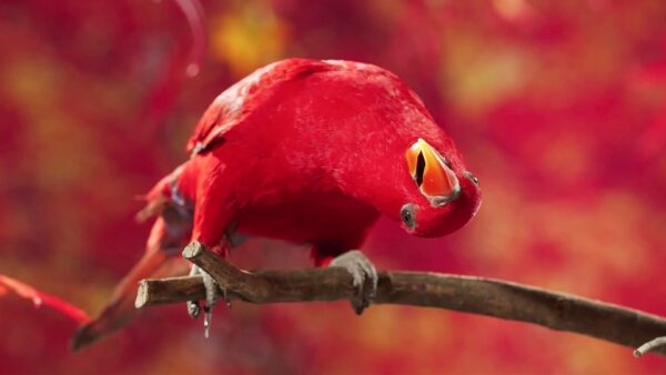 Understanding Parrot Behavior: How Parrots Bond With Humans - Pet Syllabus