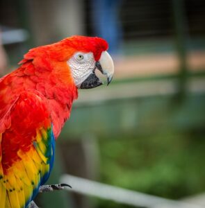 Understanding Parrot Behavior: Signs Of Alertness And What They Mean ...