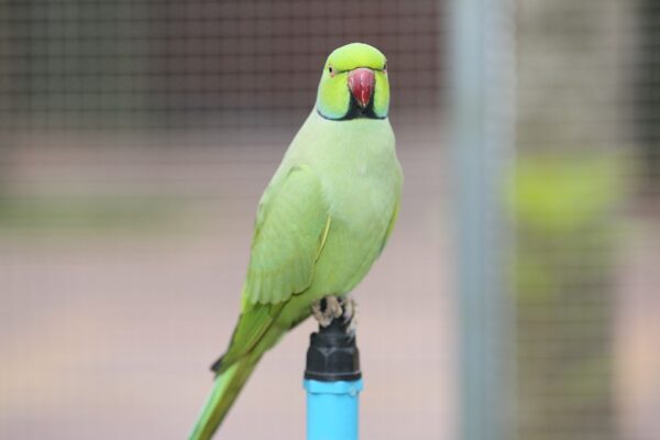 Understanding Parrot Behavior: The Importance Of Stretching - Pet Syllabus
