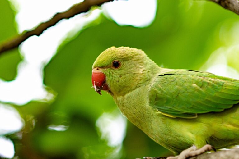 Understanding Parrot Behavior: The Meaning Behind Wing Flapping - Pet ...