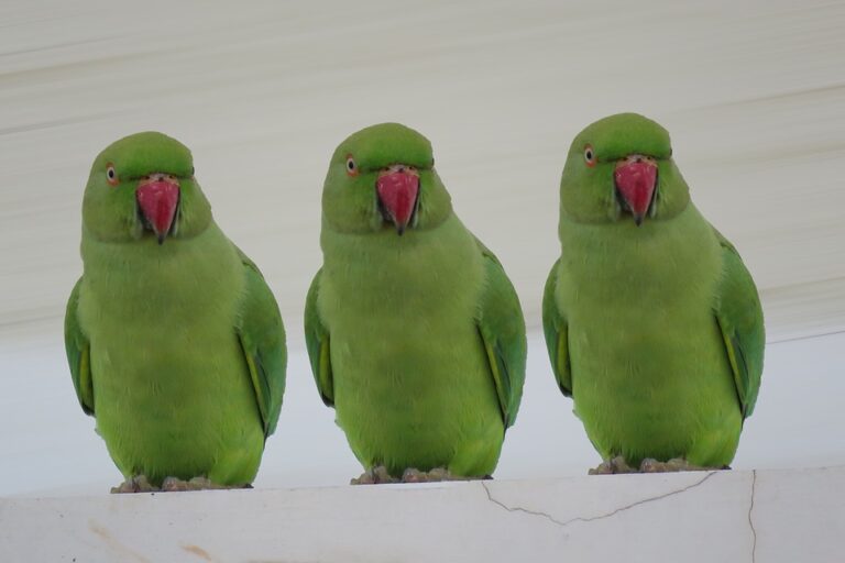 Decoding Parrot Vocalizations: Understanding The Meanings Behind Their ...