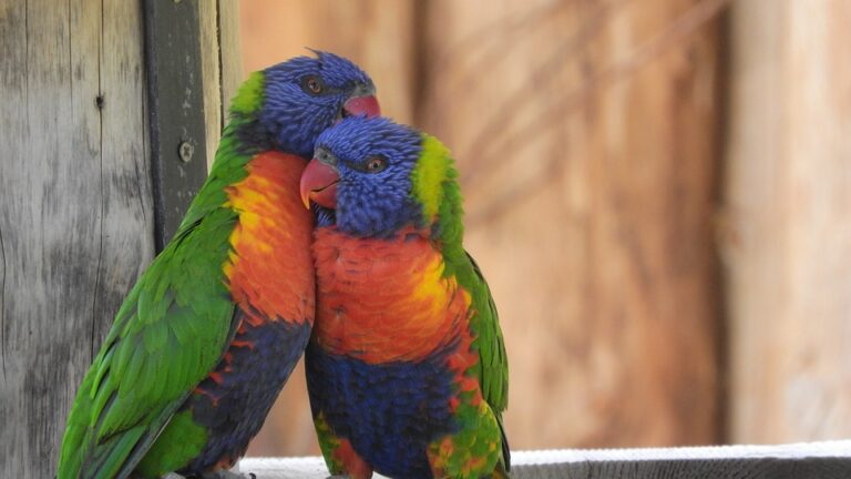 How To Recognize Signs Of Excitement And Anticipation In Parrots - Pet ...