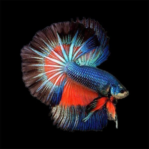 Understanding Fish Tank Fish Flashing: Causes And Remedies - Pet Syllabus