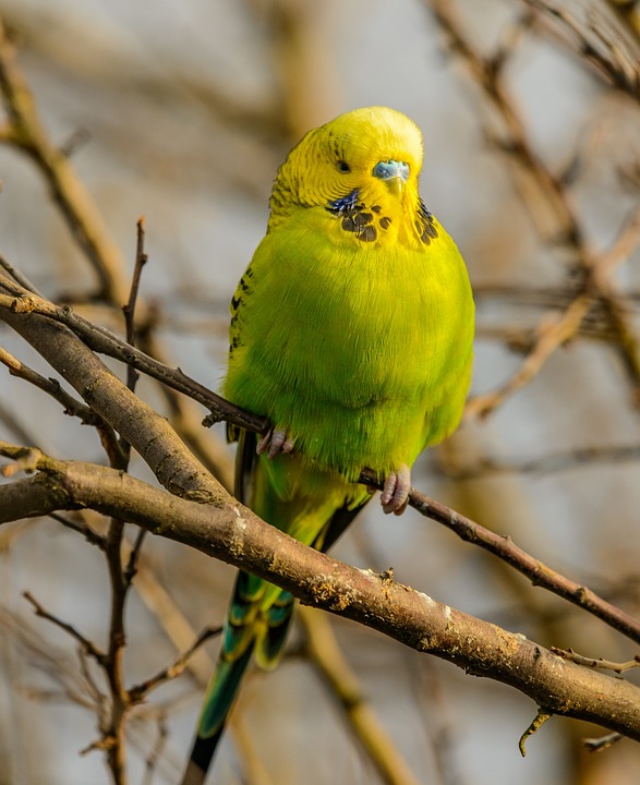 Understanding Parrot Behavior: Exploring Territorial Defense Displays ... Understanding Parrot Behavior: Exploring Territorial Defense Displays ...