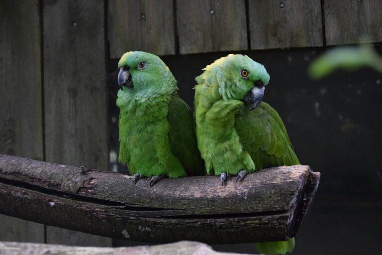 Understanding Parrot Mating Rituals: Insights Into Avian Behavior - Pet ... Understanding Parrot Mating Rituals: Insights Into Avian Behavior - Pet ...
